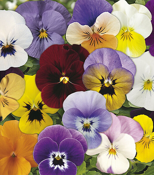 Viola cornuta Rocky® Complete Mix - Schetelig