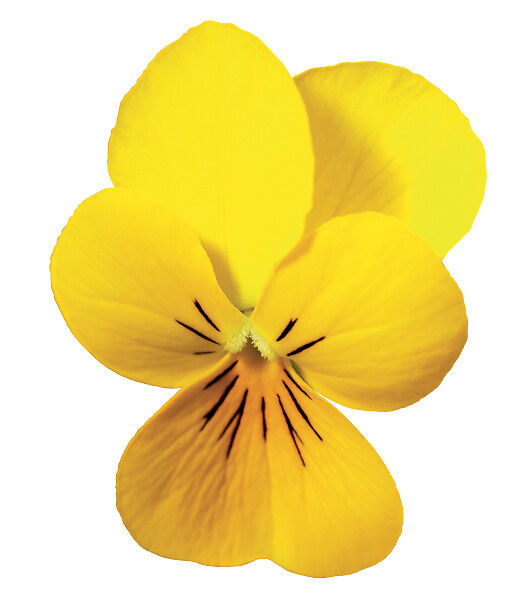 Viola cornuta Endurio® Yellow - Schetelig