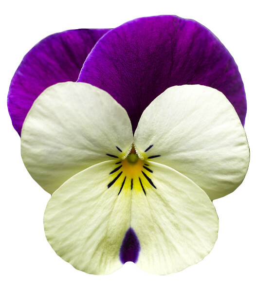 Viola cornuta Rocky® White With Purple Wing - Schetelig