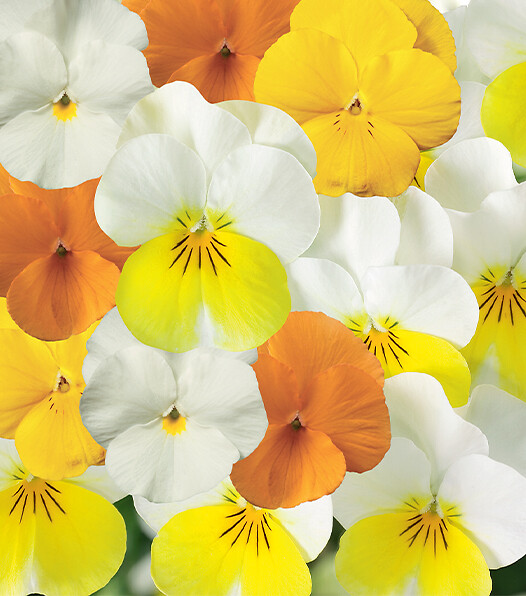 Viola cornuta Rocky® Lime Mix - Schetelig