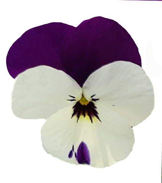 Viola cornuta Rocky® With Purple Pearls - Schetelig