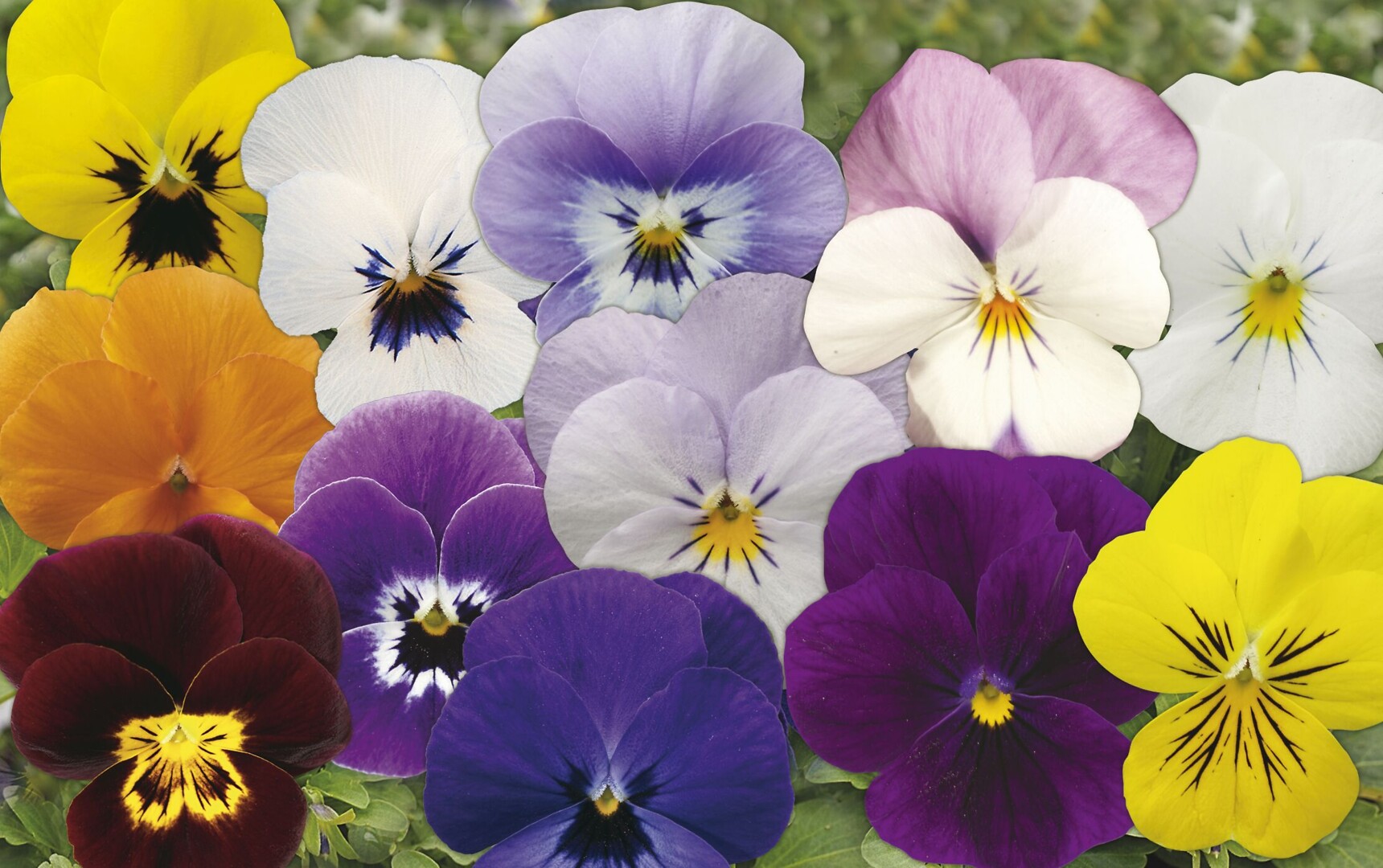 Viola cornuta Rocky Uni Mix - Schetelig