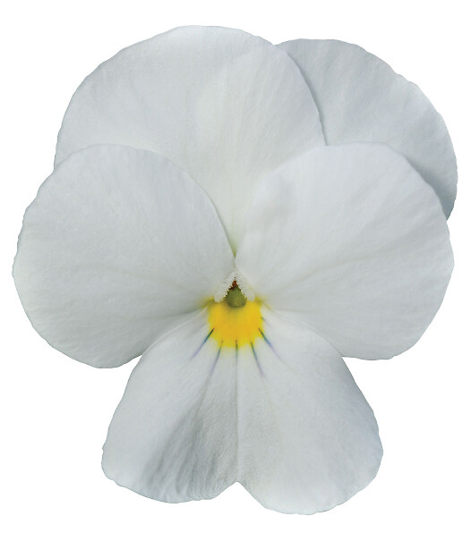 Viola cornuta Rocky® White Spring - Schetelig