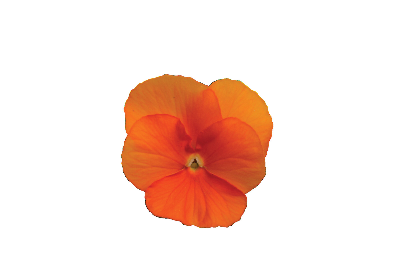 Viola cornuta Rocky® Deep Orange - Schetelig