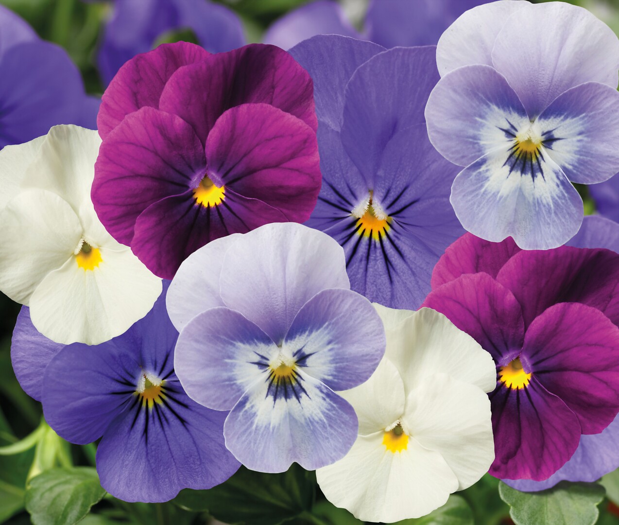 Viola cornuta Rocky® Plum Mix - Schetelig
