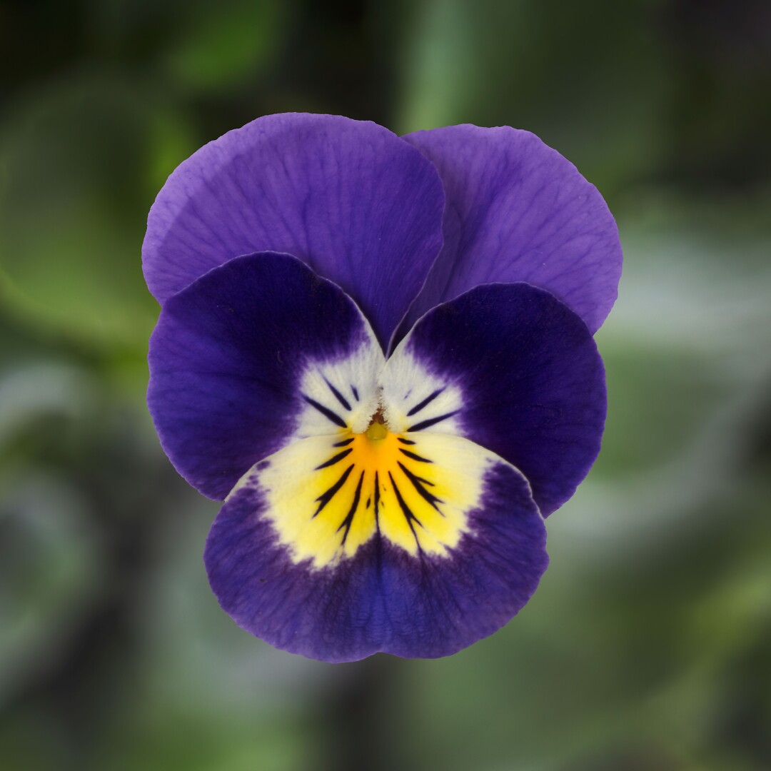 Viola cornuta Endurio® Blue Face - Schetelig